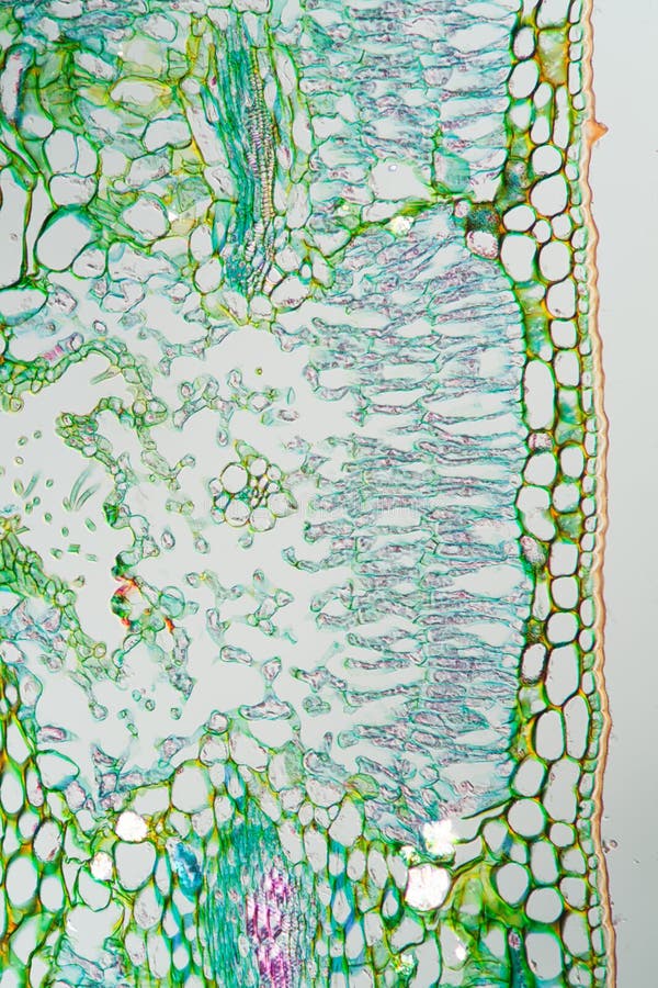 Weed Leaf Cross Section Under the Microscope Stock Image - Image of ...