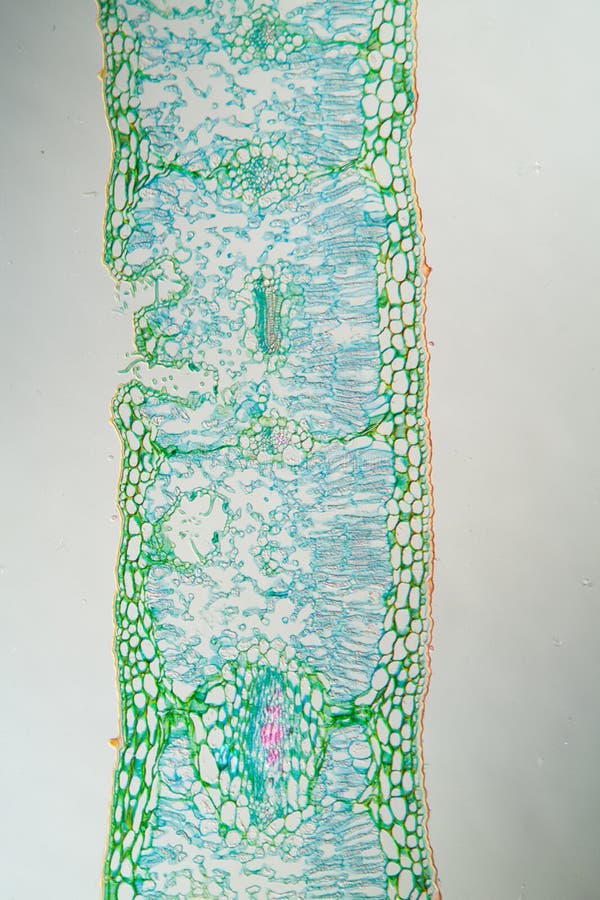 Weed Leaf Cross Section Under the Microscope Stock Image - Image of ...