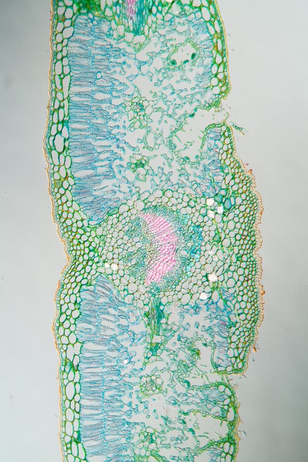 Weed Leaf Cross Section Under the Microscope Stock Photo - Image of ...