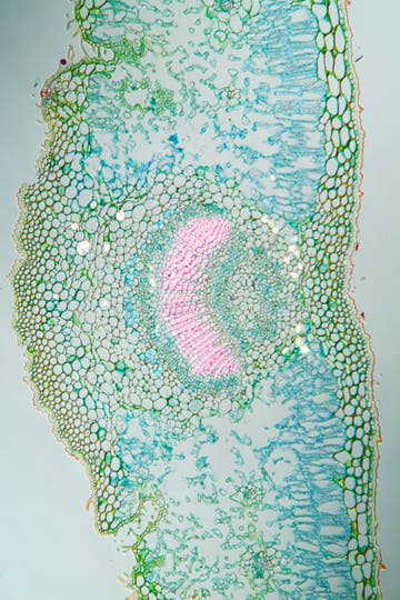 Weed Leaf Cross Section Under the Microscope Stock Photo - Image of ...