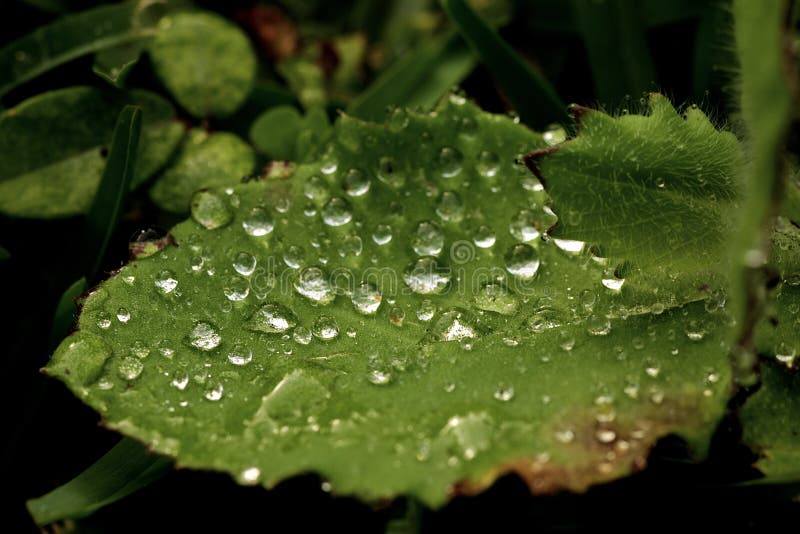 Weed leaf dew stock image. Image of morning, light, dust - 83444721