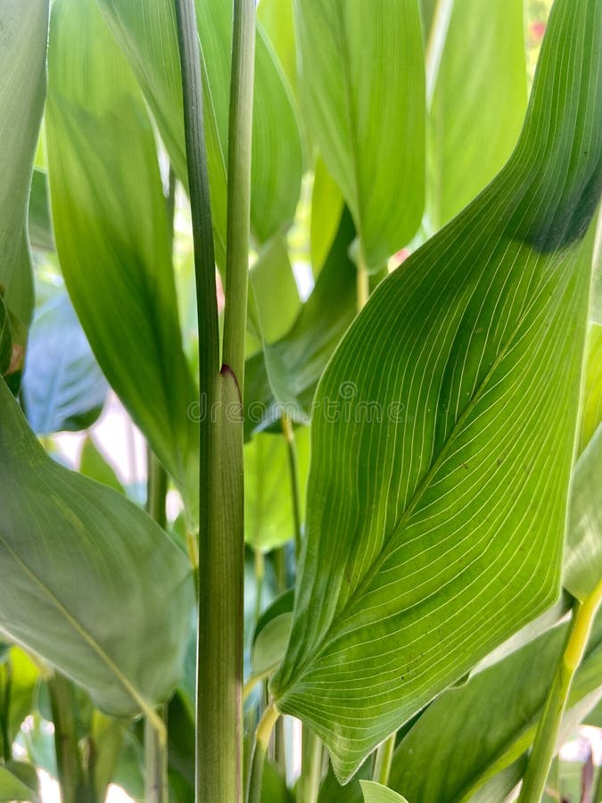 Weed stock photo. Image of like, leaves, weed, veins - 212960876