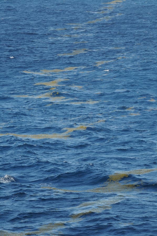 Weed line in ocean stock photo. Image of fishing, nature - 27770250