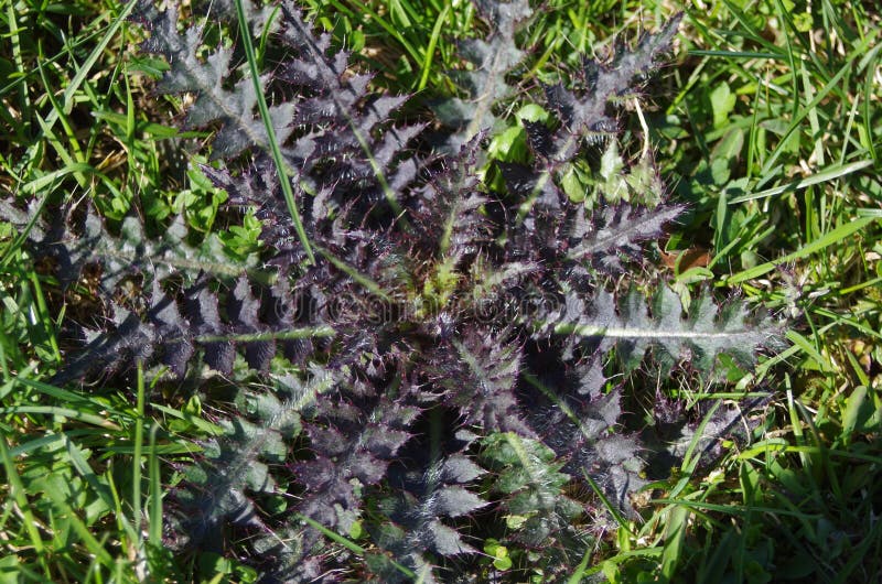 This Weed Looks Like a Star Stock Photo - Image of gras, growing: 116094184
