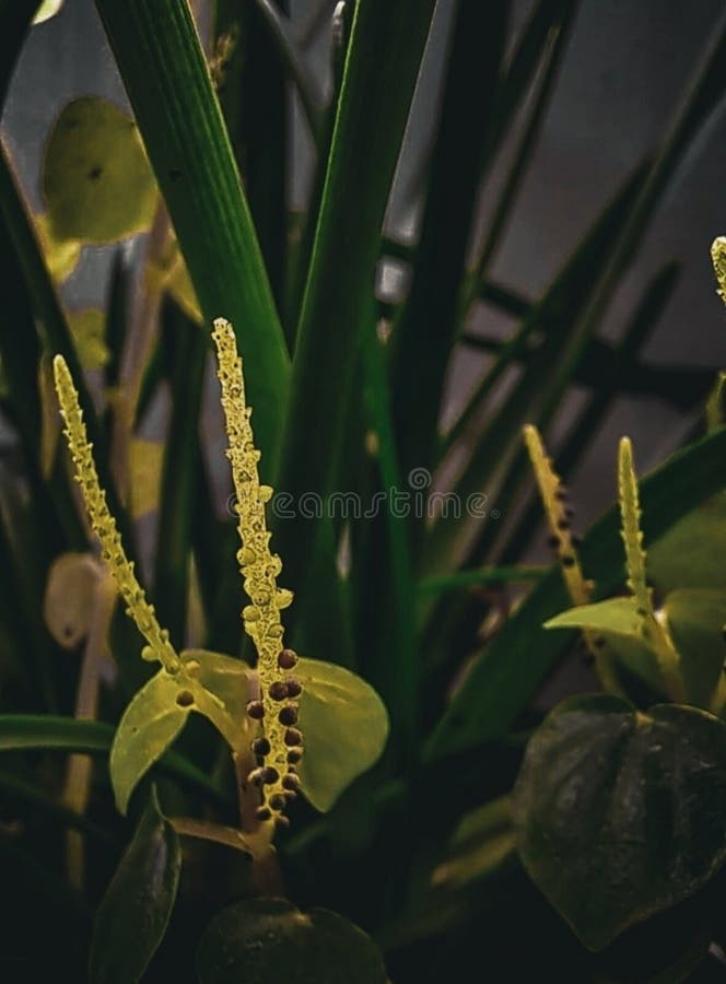 Weed with Many Benefits, Suruhan Leaves. Stock Image - Image of daun ...