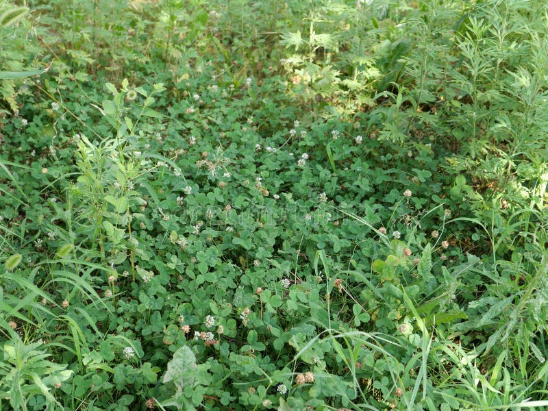 Weed meadow background stock photo. Image of grass, texture - 390540028