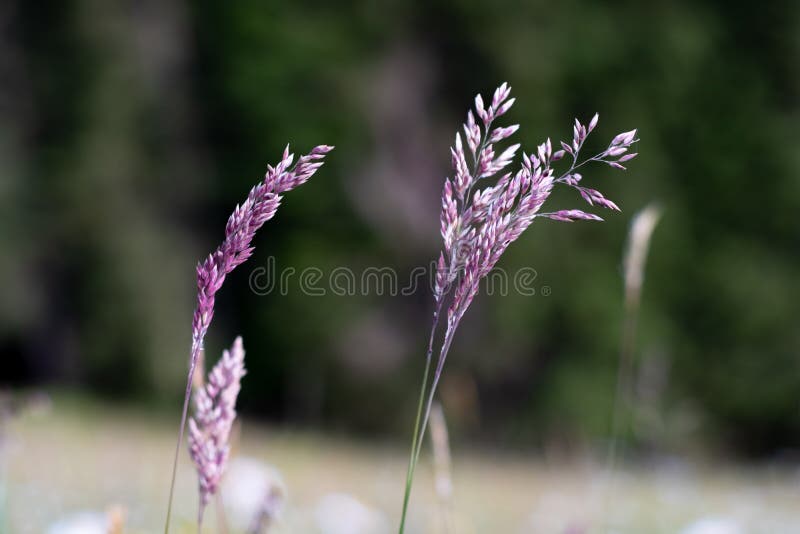 Weed panicle stock image. Image of wildflower, wheat - 188270521
