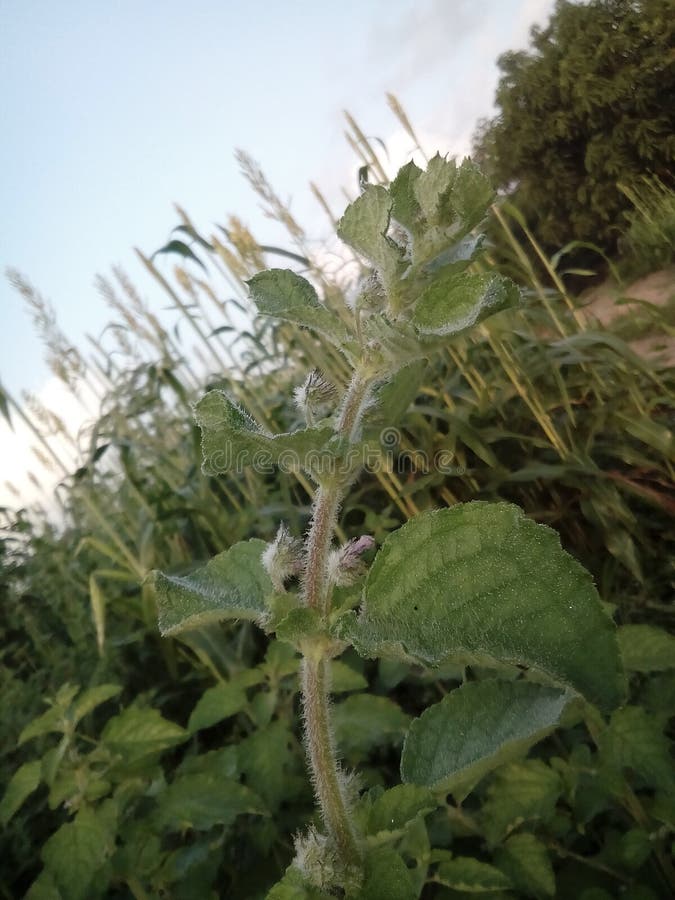 Weed stock photo. Image of flowers, phone, weed, plant - 83346482