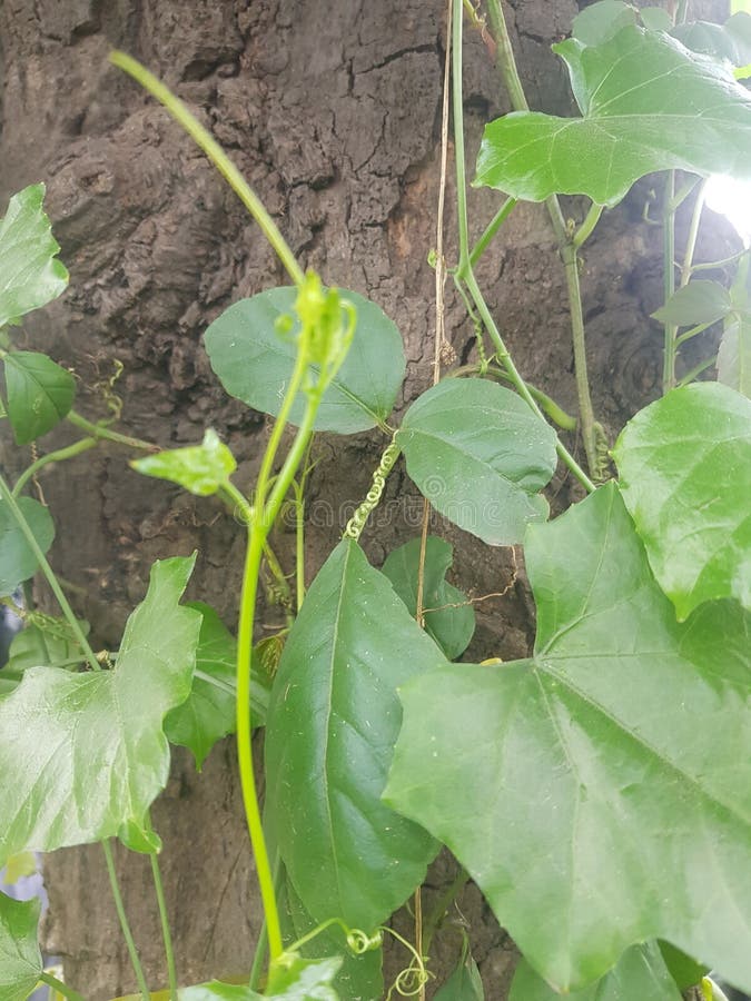A Weed Plant Grows into a Big Tree Stock Image - Image of soil, flower ...