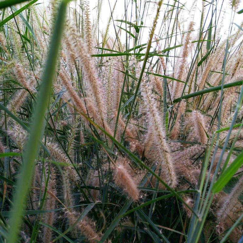 The Weed Plant Grows Fertile in Rice Fields. the Weed Itself in Latin is Imperata Cylindrical or ...