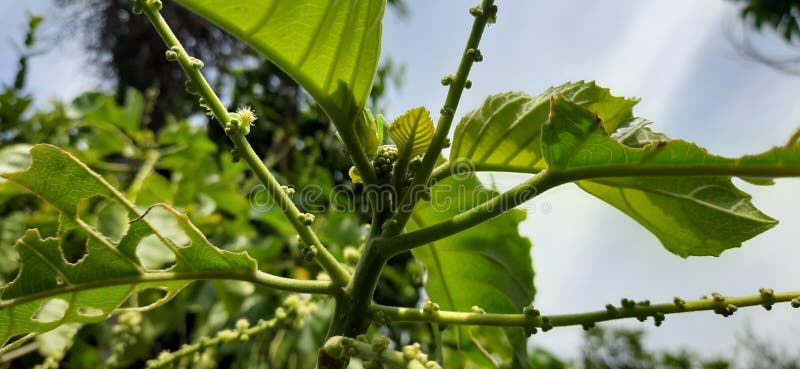 Weed Plant Shoots Overgrown with Flower Buds Stock Image - Image of ...