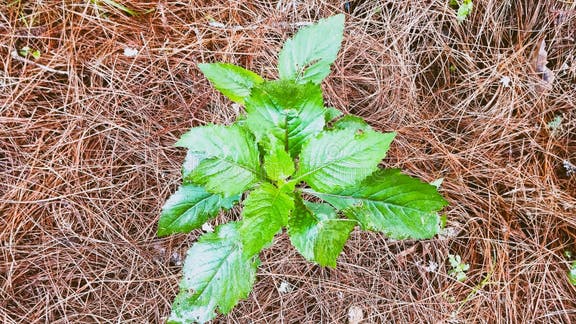 Weed Plants that Live Around Pine Trees Stock Photo - Image of harvest ...