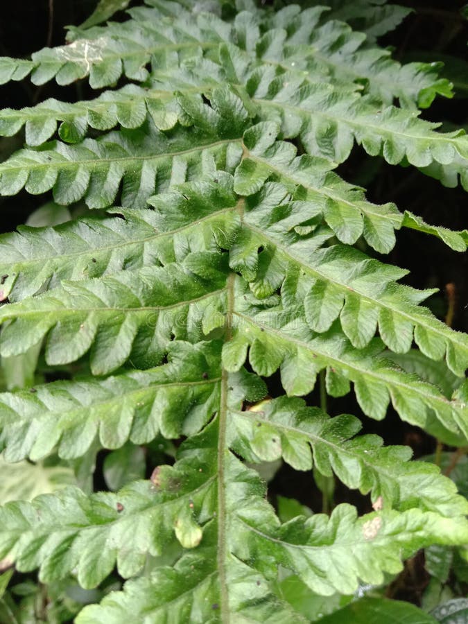 Weed Plants that are in the Yard of the House Can Make Goats Stock ...