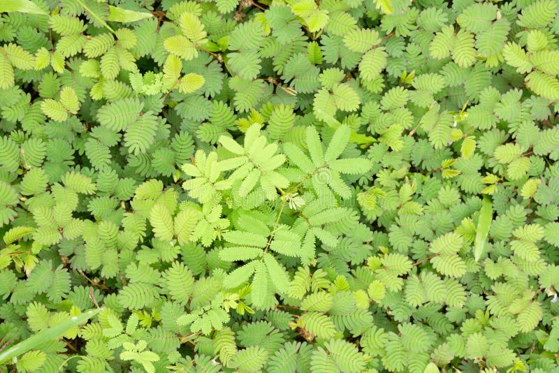 Weed Refreshing in the Morning,Green Color of Leaf and Top View Stock ...