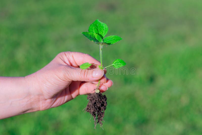 1,349 Uprooted Plant Stock Photos - Free & Royalty-Free Stock Photos ...