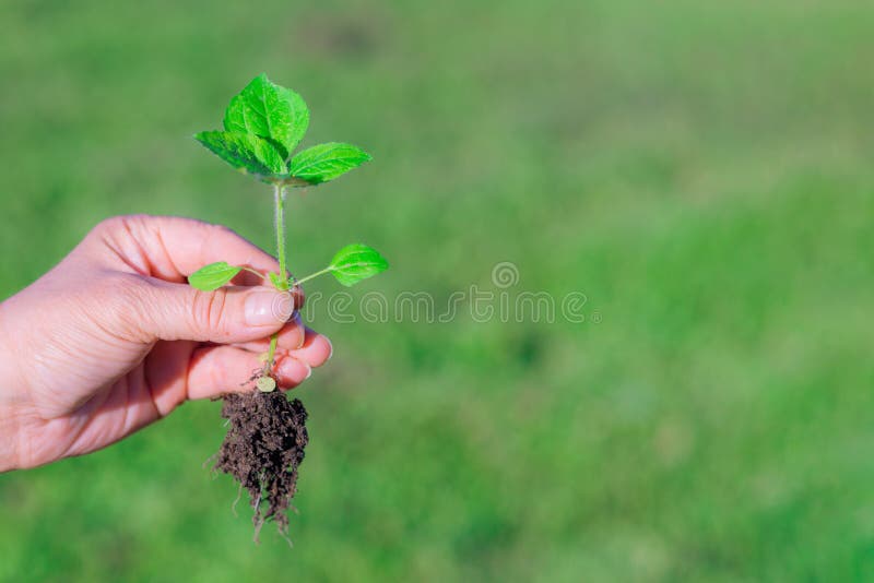 Uprooted Plant Roots with Dirt Stock Image - Image of jamaica, macro ...