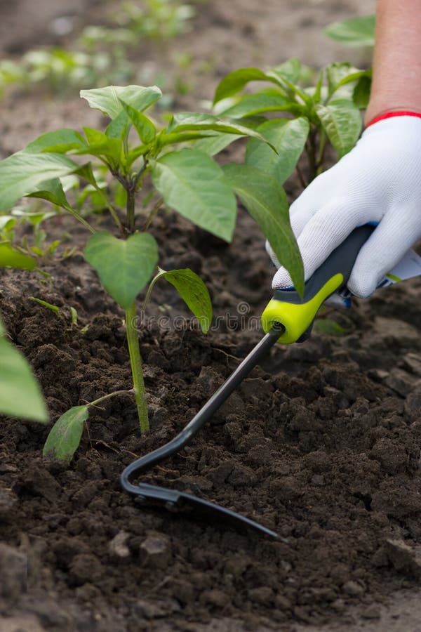 Weed Removing and Hoeing. Front View. Stock Image - Image of peppep ...