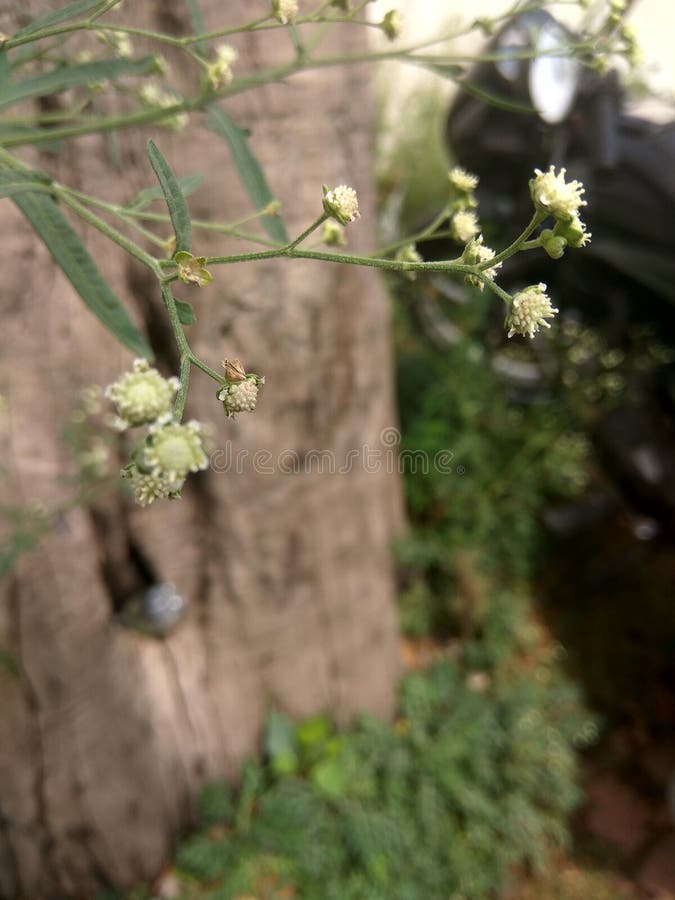 Weed stock photo. Image of captured, side, weed, road - 95013032