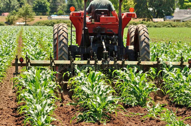 Weed Row stock photo. Image of weeding, vegetable, tire - 33428508