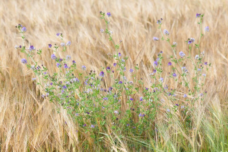 Weed in rye field stock photo. Image of blue, closeup - 158187618