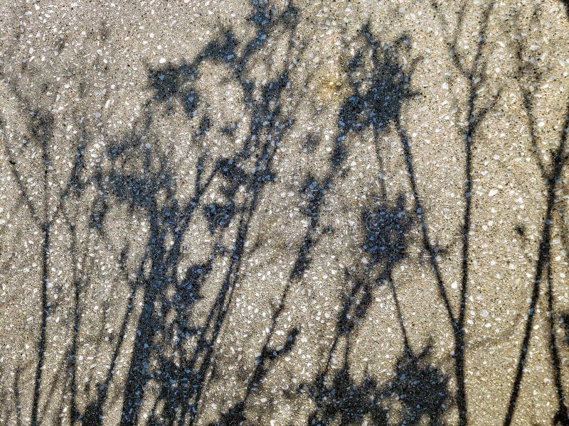 Weed Shadow on Concrete stock image. Image of surface - 231784505