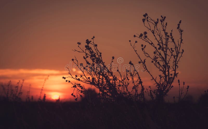 Weed Silhouette on the Field in Sunset Stock Photo - Image of lawn ...