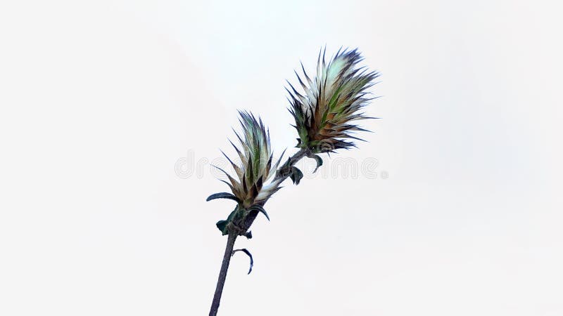 Weed Spine Kande Jhaar stock image. Image of plant, flower - 267214181