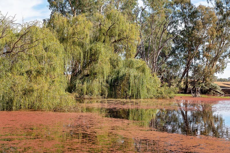 Weeping Willow Tree See through Stock Photo - Image of australia, green ...