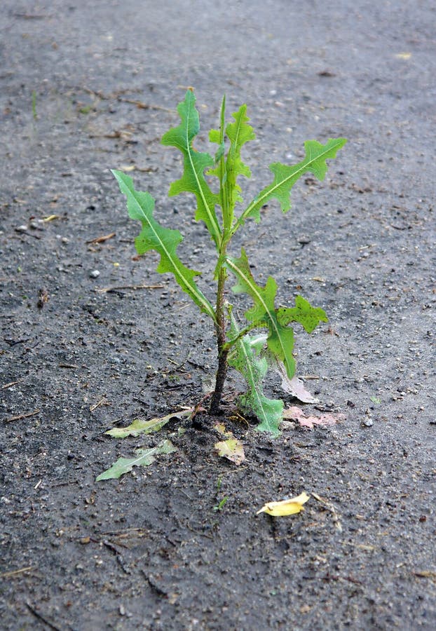 The Weed Sprouted through Hole in Asphalt Stock Photo - Image of grass ...