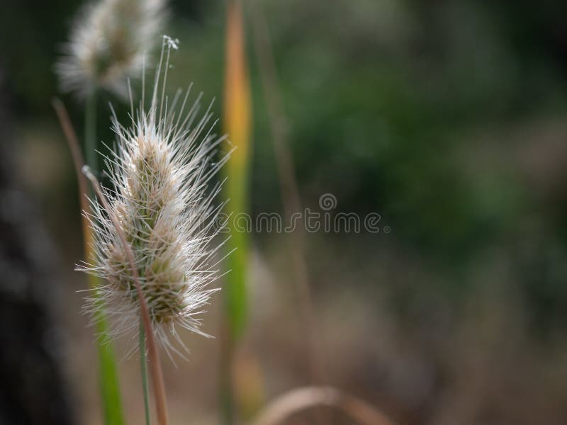 Weed Starting To Fade End of Spring Stock Photo - Image of drying ...