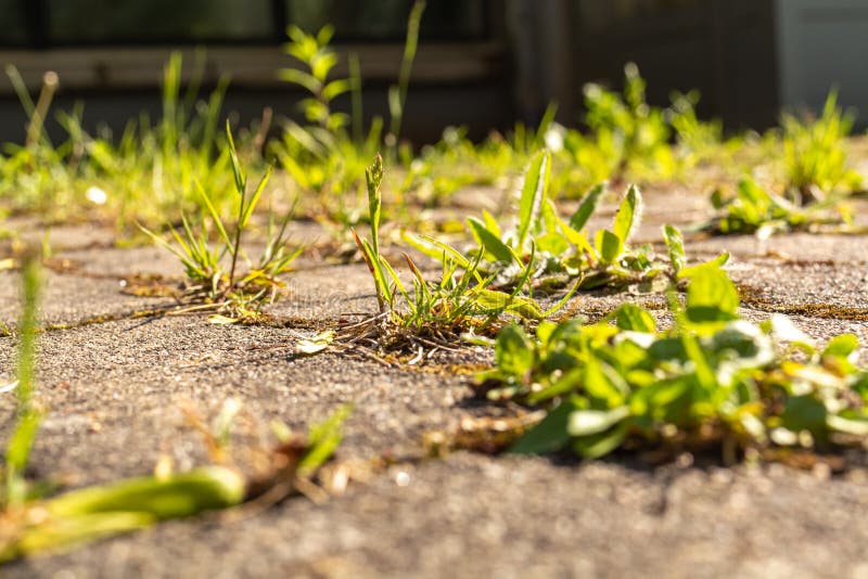 Weed on a Street in the Spring Stock Image - Image of detail, weed ...