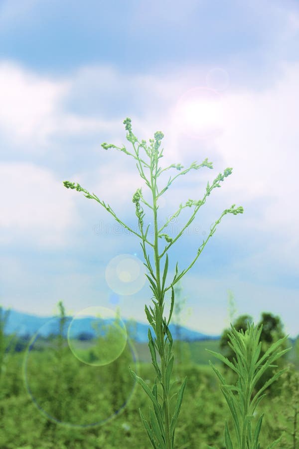 Weed with sun light stock image. Image of spring, pruning - 30630845