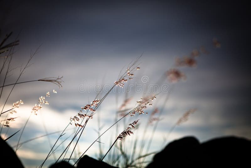 Weed in sunset stock photo. Image of sunshine, botanic - 18378532