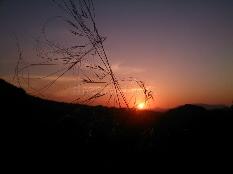 Dry Weed in the Sunset Light Stock Photo - Image of shine, sunshine ...