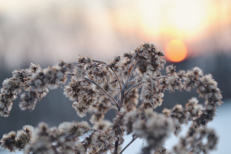 Weed at sunset stock image. Image of flowers, nature - 140143223