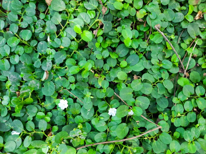 Weed texture in nature stock photo. Image of nature - 227193194