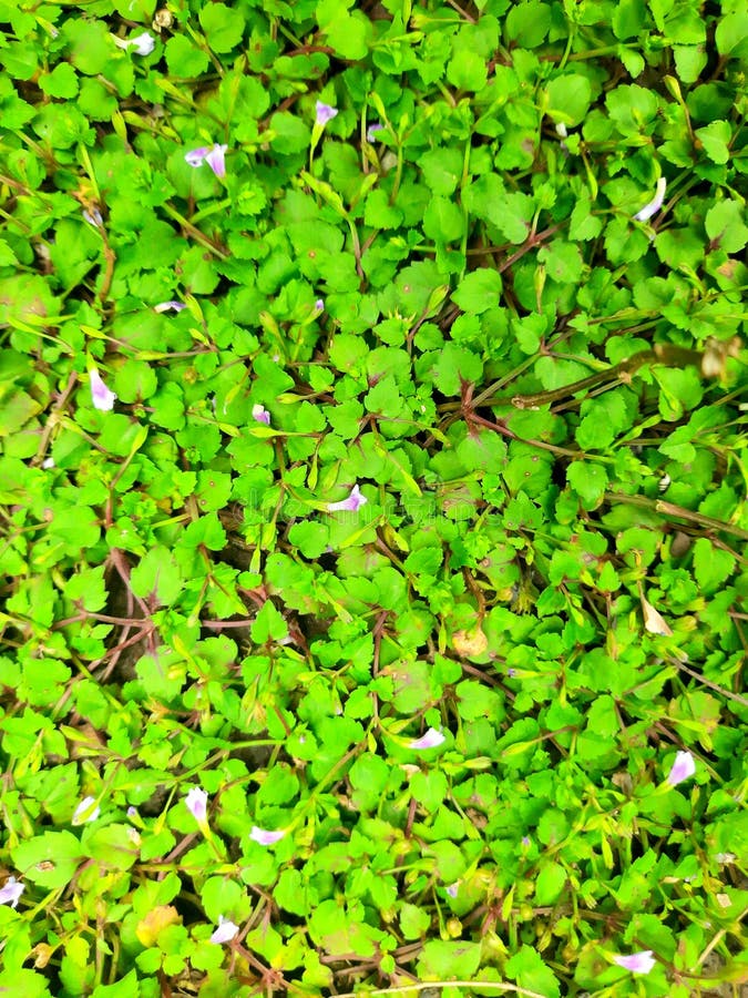 Weed Texture with Very Green Leaves Stock Photo - Image of herb, weed ...