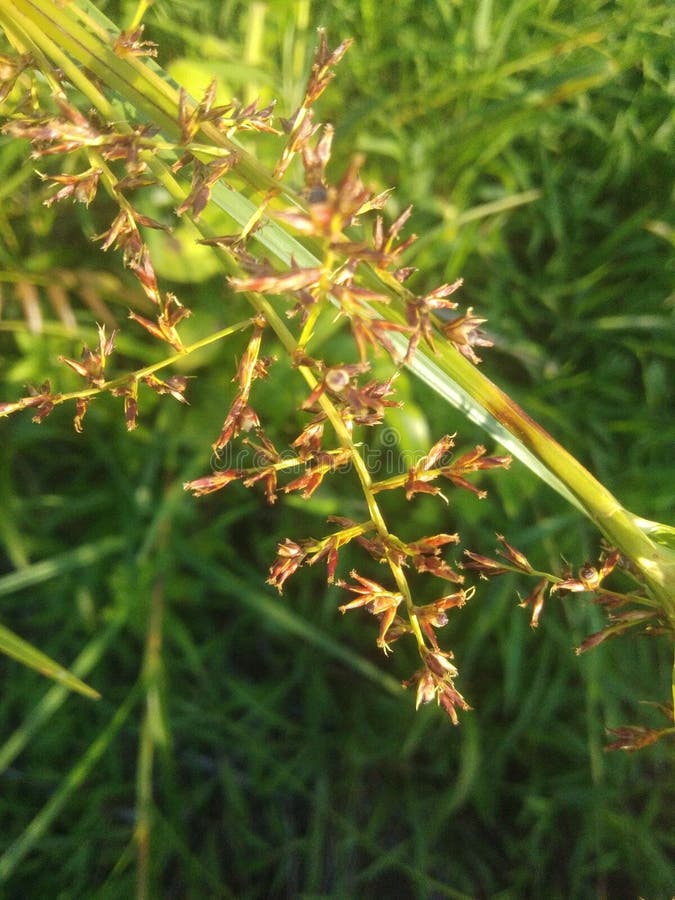 Weed texture on floor stock image. Image of graphic, abstract - 24062477