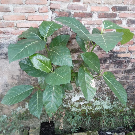 Weed tree in the wall stock image. Image of evergreen - 323606463