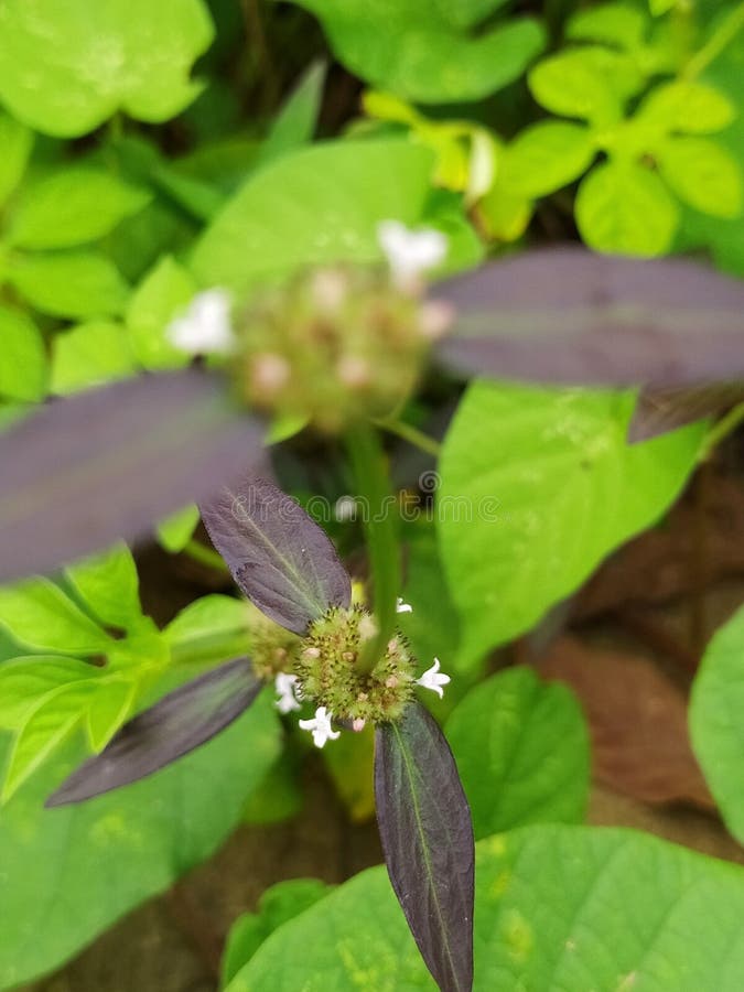 Close-up of Grass Flower, Green, Bright, Sunlight, Nature, Landscape ...