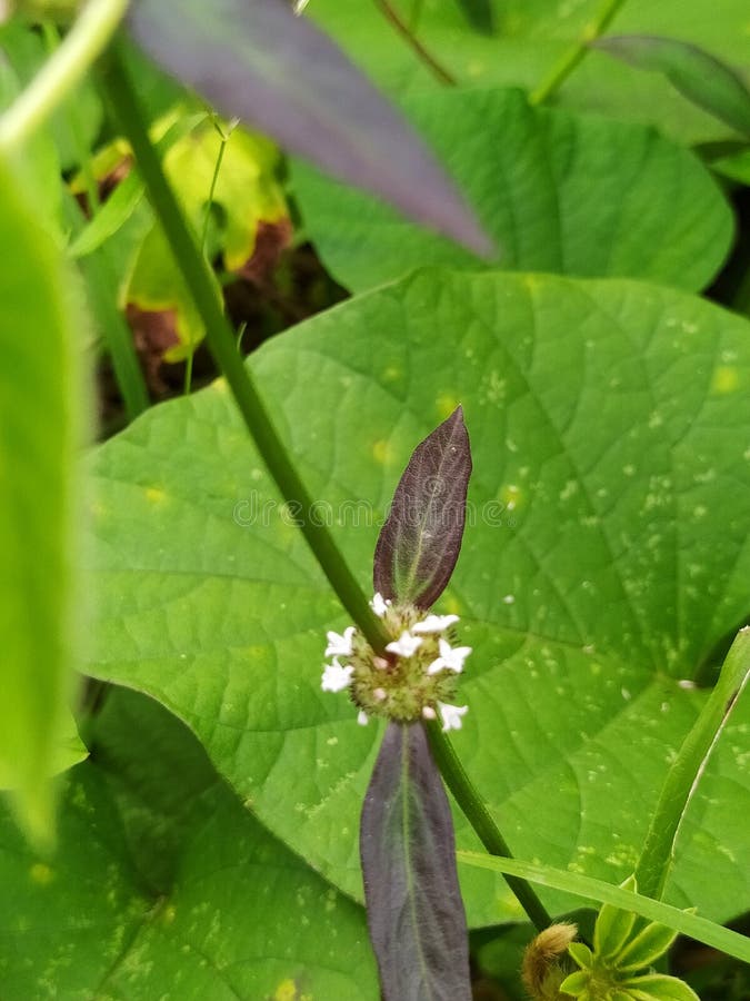 Close-up of Grass Flower, Green, Bright, Sunlight, Nature, Landscape ...