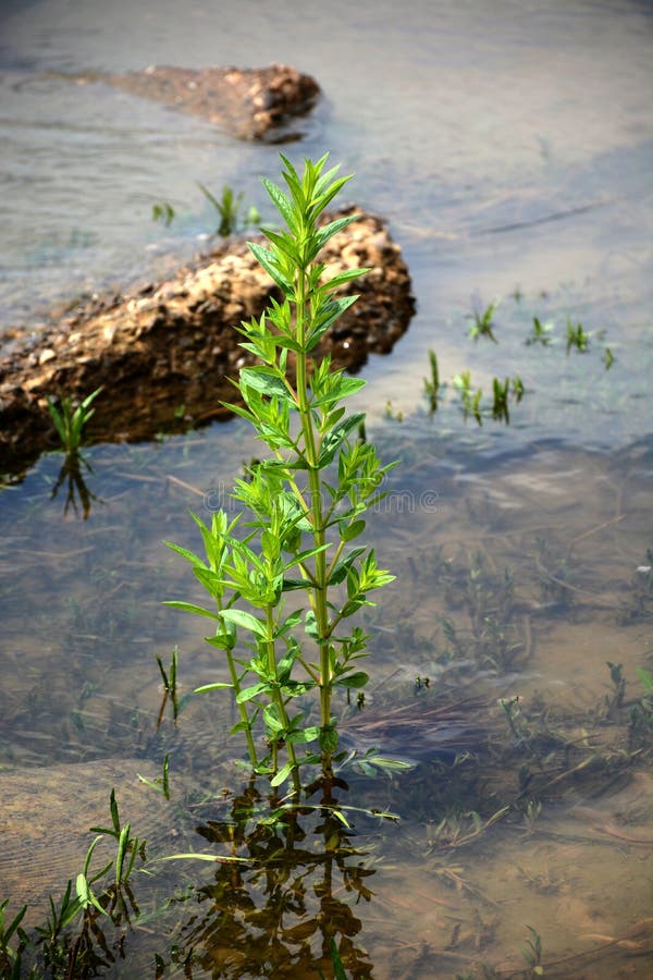 Weed in water stock image. Image of green, growing, weed - 54361759