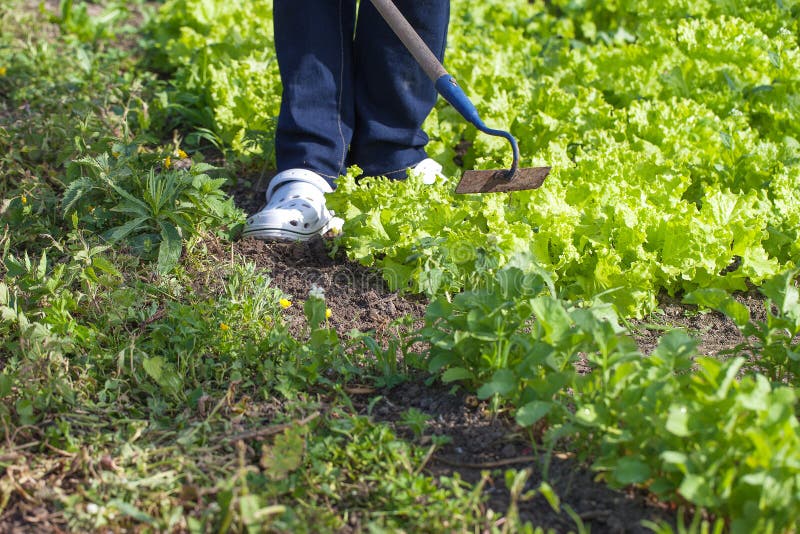 Weedig lettuce. stock photo. Image of lush, agriculture - 29381398