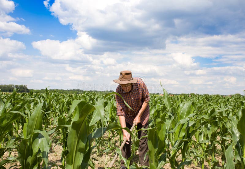Weeding Corn Field with Hoe Stock Photo - Image of harvest, crop: 41627444
