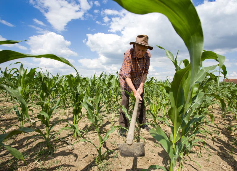 Weeding Corn Field with Hoe Stock Image - Image of countryside ...