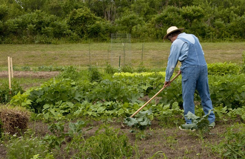 Weeding the garden stock image. Image of weeding, cultivating - 15558101
