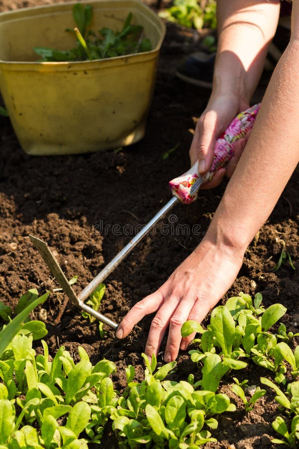 Weeding - gardening stock photo. Image of weed, maintenance - 40605690