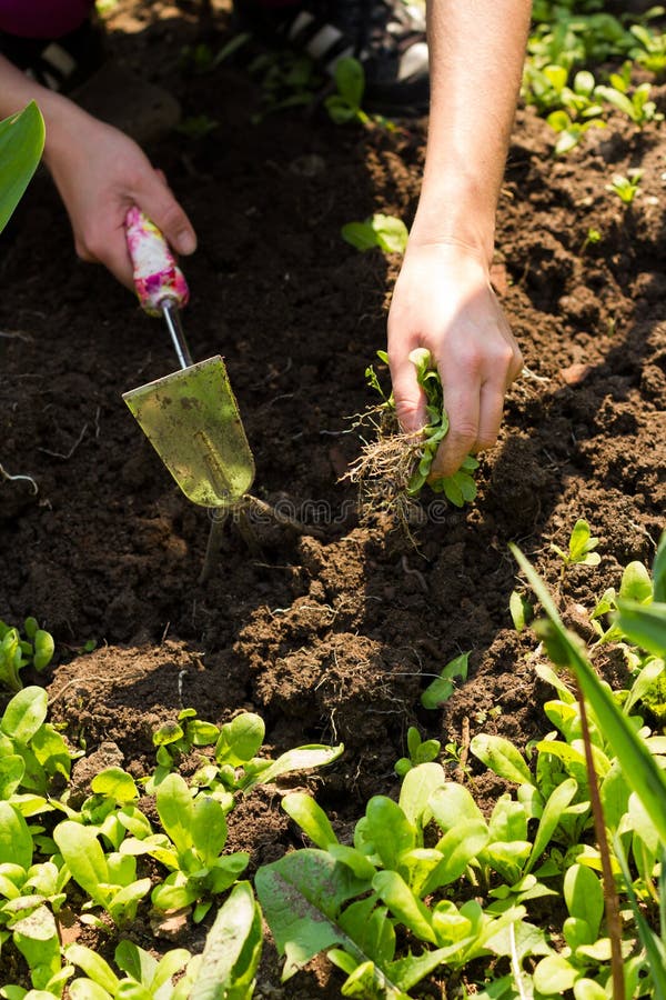 Weeding the spring garden stock image. Image of green - 30319033