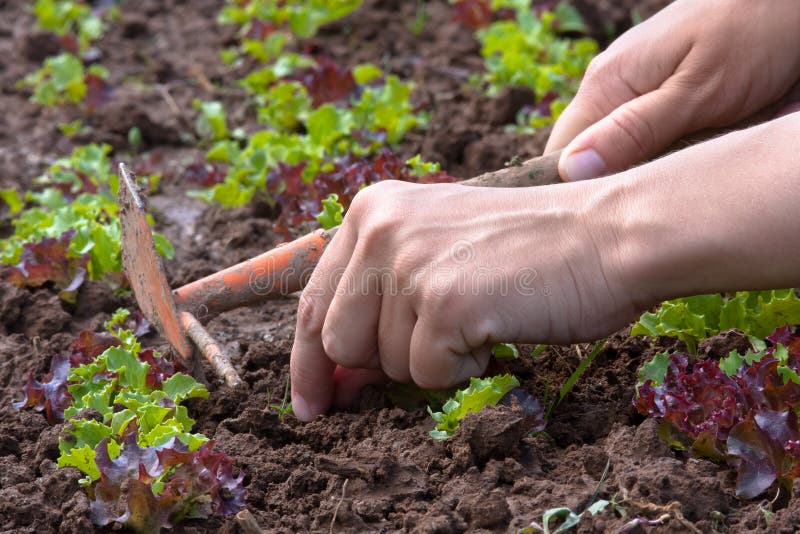 Weeding of lettuce stock image. Image of natural, closeup - 55718087