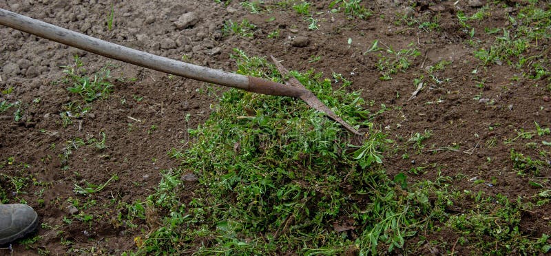 Weeding: Preparing the Soil for Planting Stock Photo - Image of organic ...